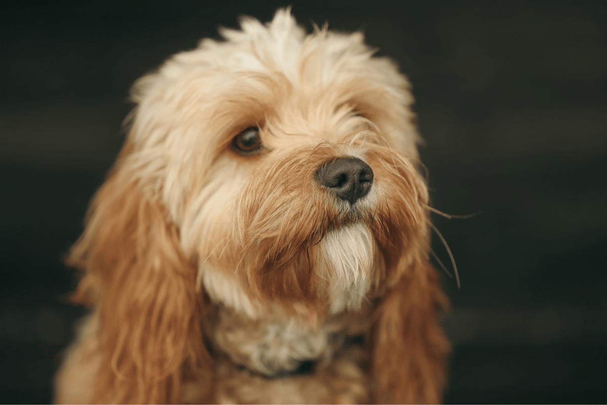 Cavoodle Dog Breed: Characteristics, History & the Best Dog Bed ...