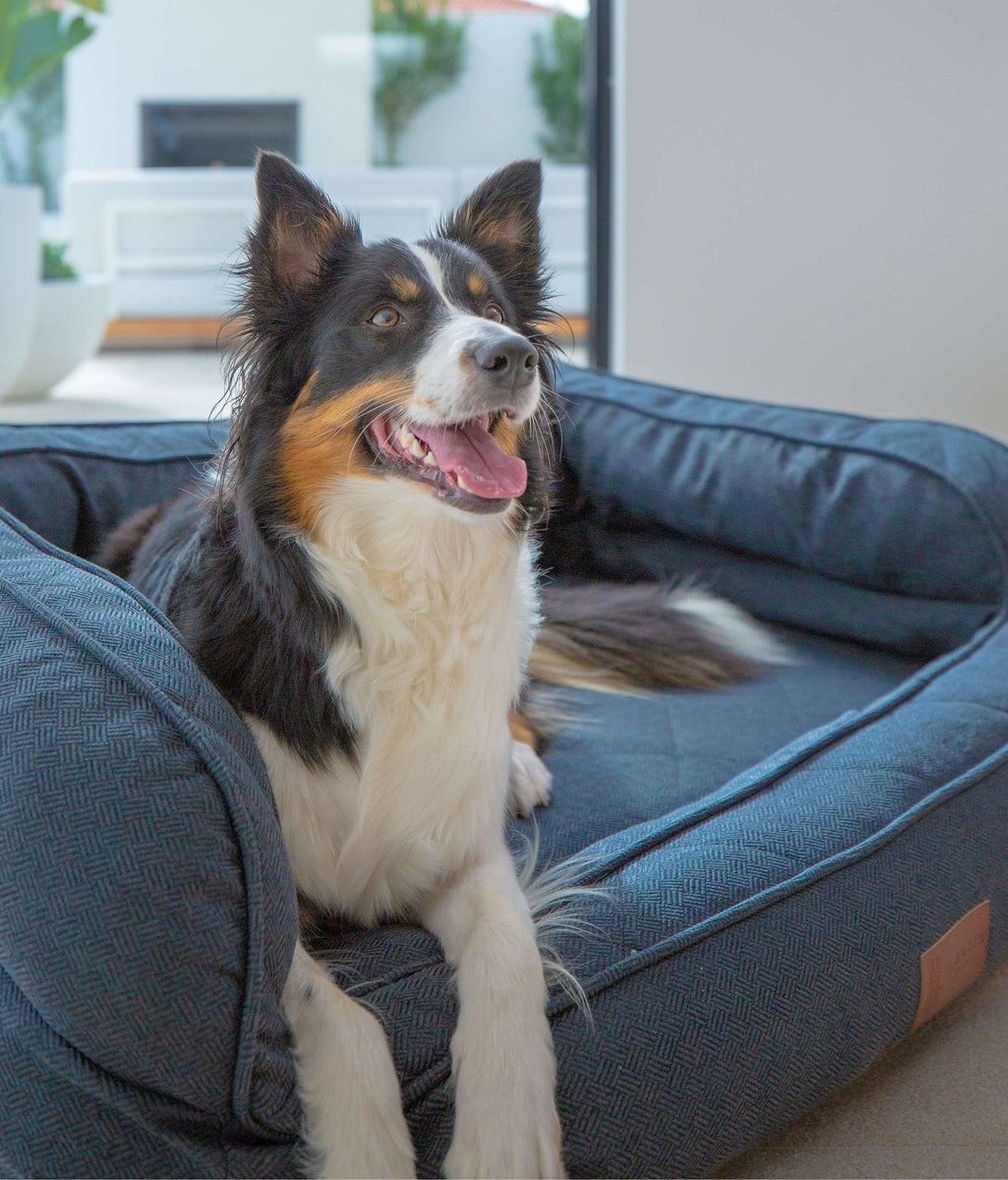 Buy Washable Dog Beds in Australia | Easy to Clean Dog Beds – Anubis ...